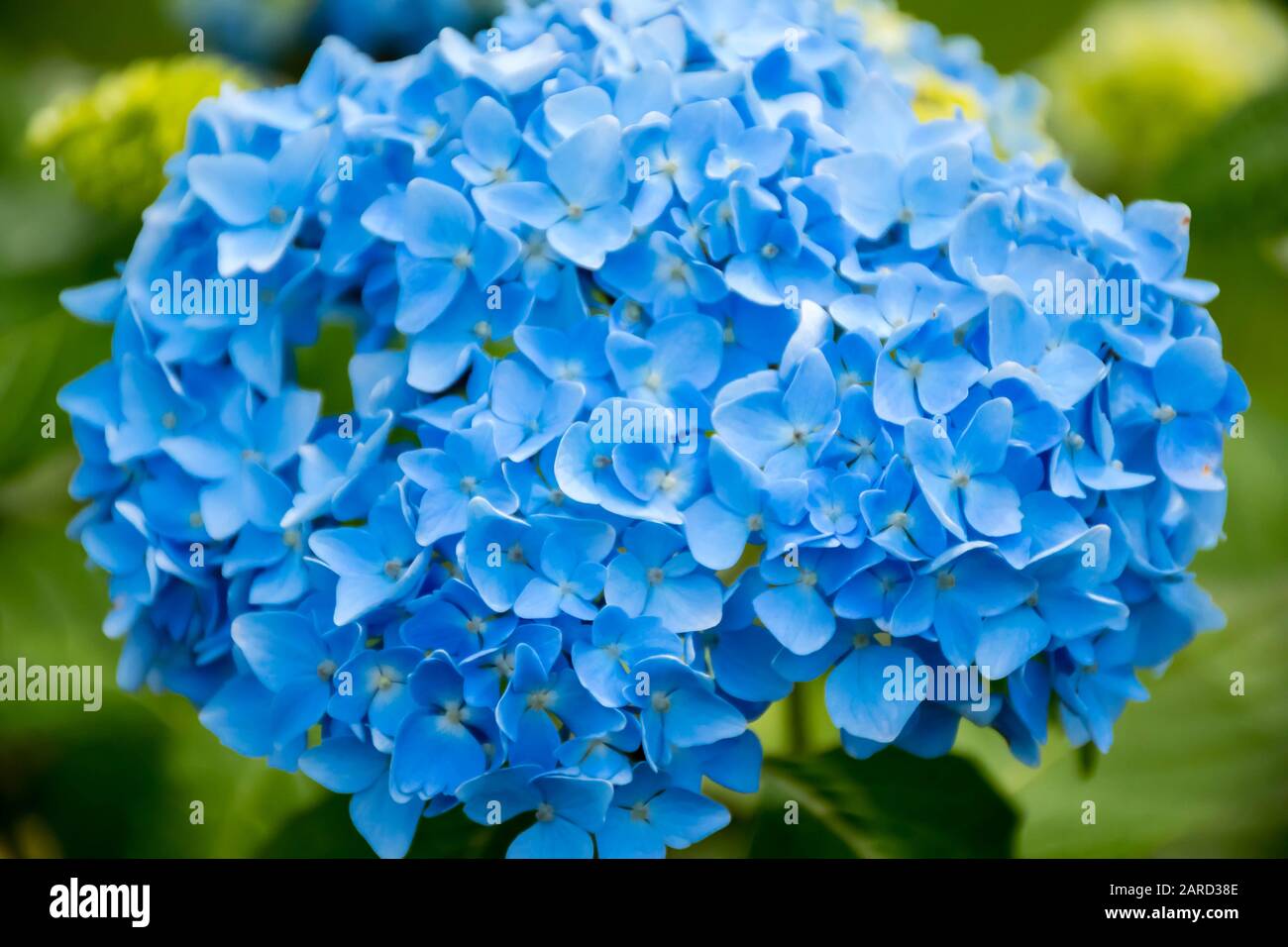 Single blue hydrangea flower on green background Stock Photo - Alamy