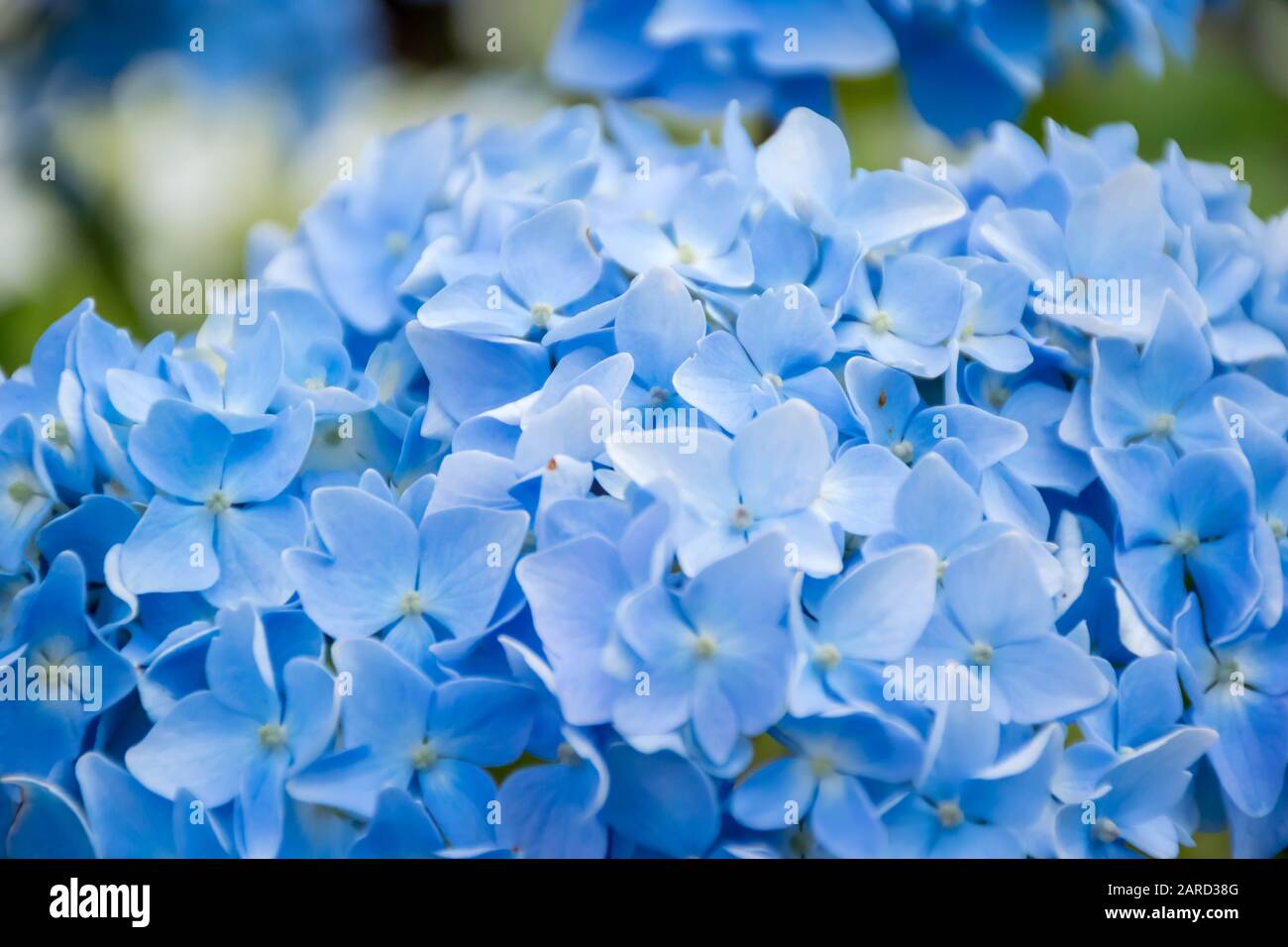 Closeup of single blue hydrangea flower Stock Photo - Alamy
