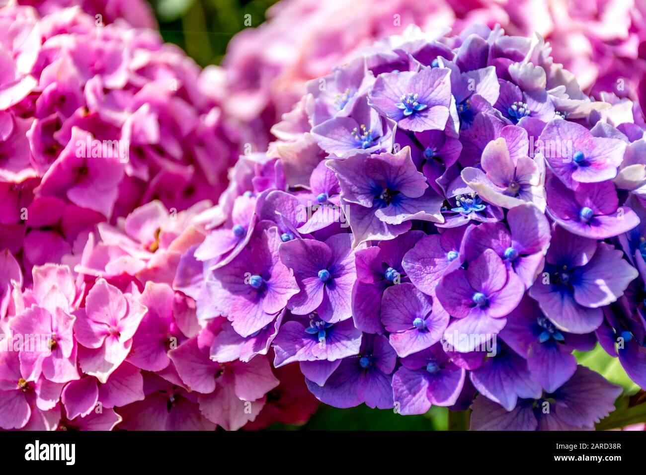 Violet and magenta hydrangea flowers Stock Photo - Alamy