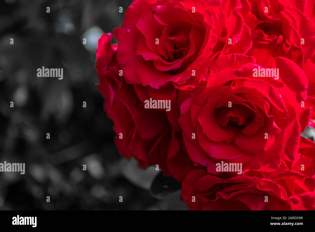 Many colors roses hi-res stock photography and images - Alamy