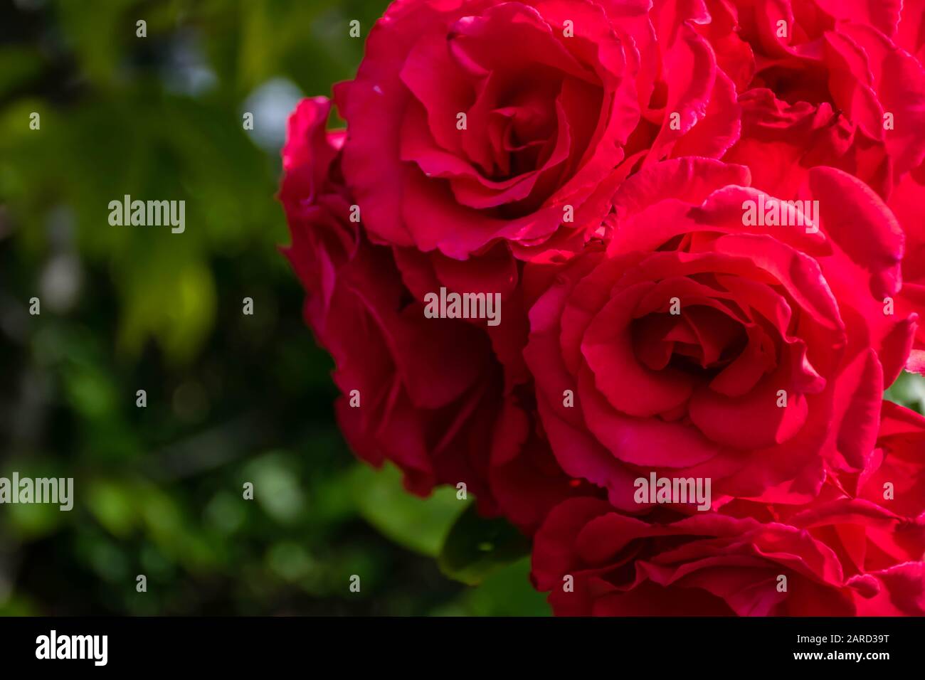 Many colors roses hi-res stock photography and images - Alamy