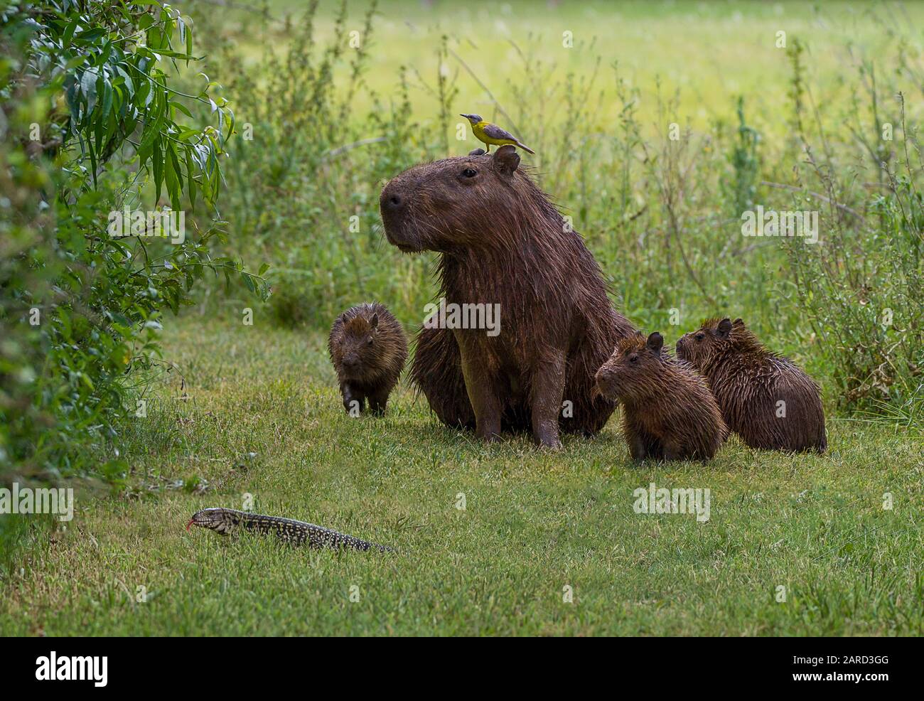Capybara argentina bird hi-res stock photography and images - Alamy