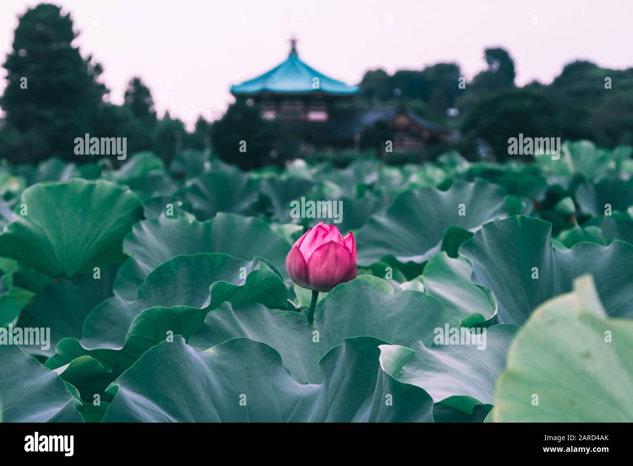 Waterrose hi-res stock photography and images - Alamy