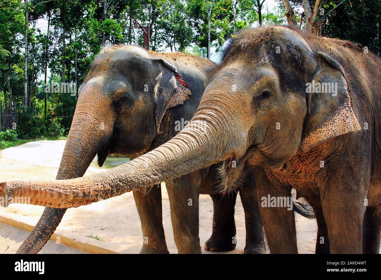 Close-up view of two Asiatic elephants, with muddy skin, standing very ...