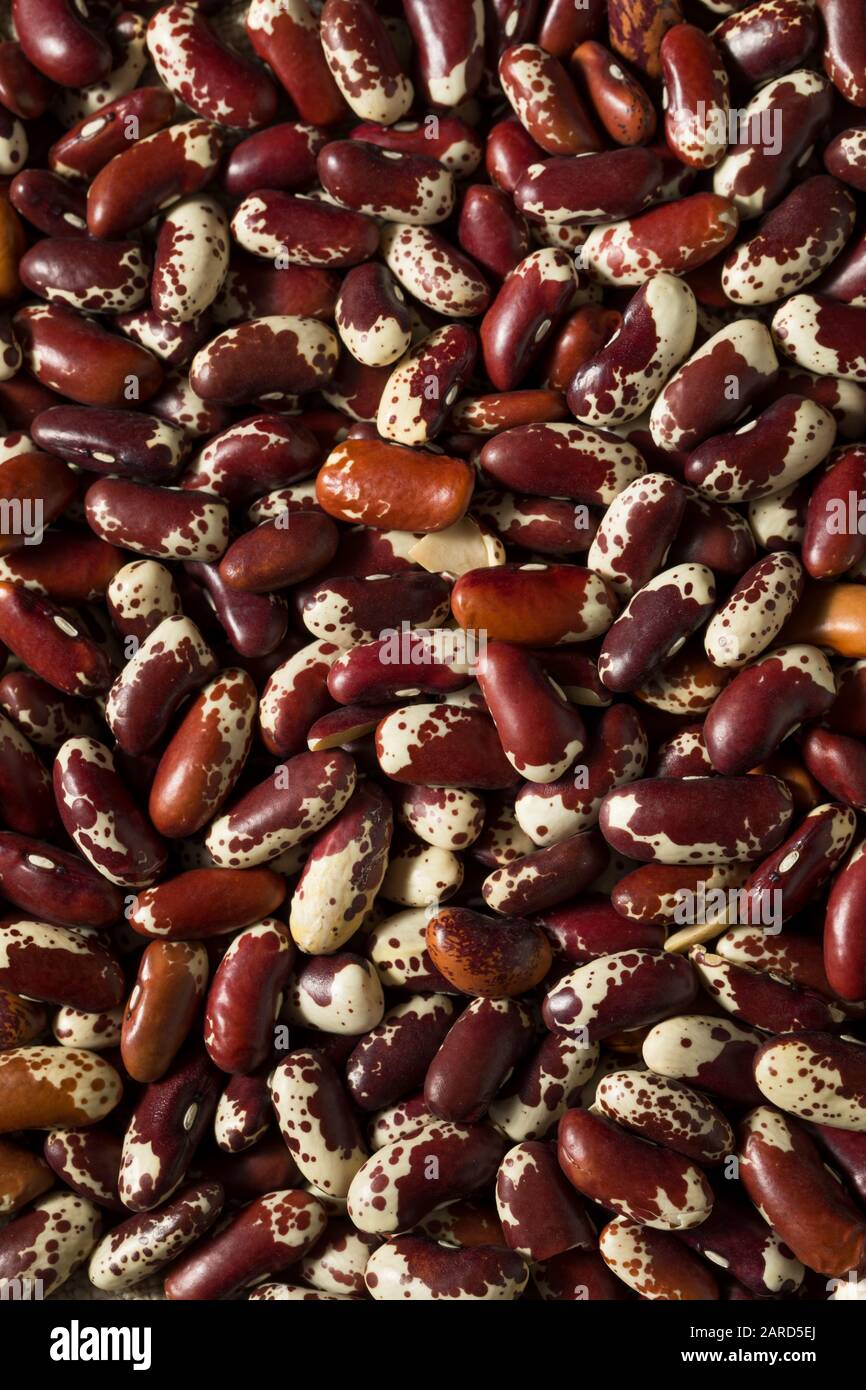 Raw Red Organic Cattle Beans in a Bowl Stock Photo - Alamy