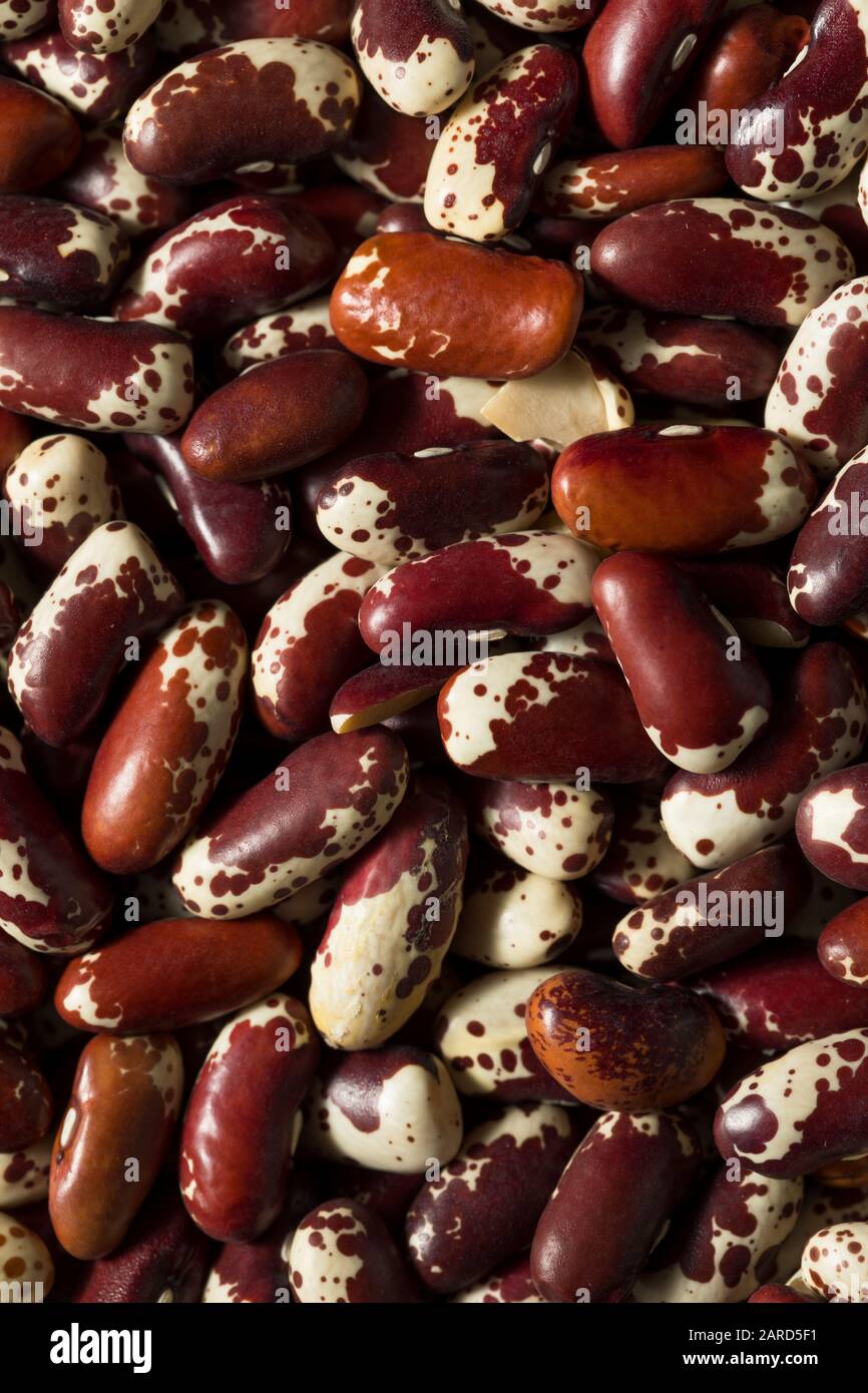 Raw Red Organic Cattle Beans in a Bowl Stock Photo - Alamy