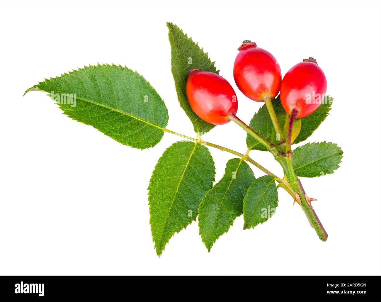 Prickly wild rose hi-res stock photography and images - Alamy