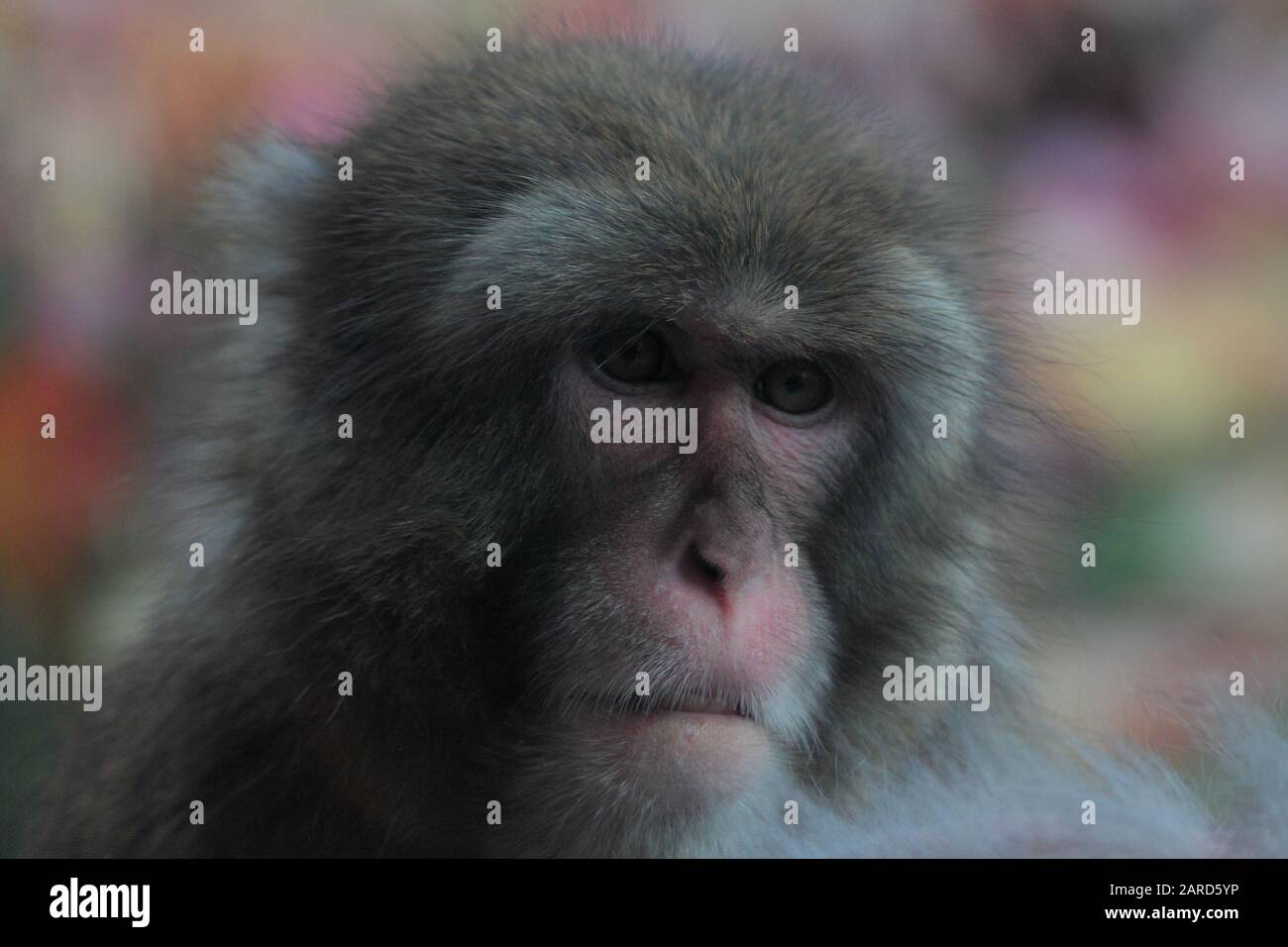 Extreme close up portrait of Japanese Macaque Stock Photo - Alamy