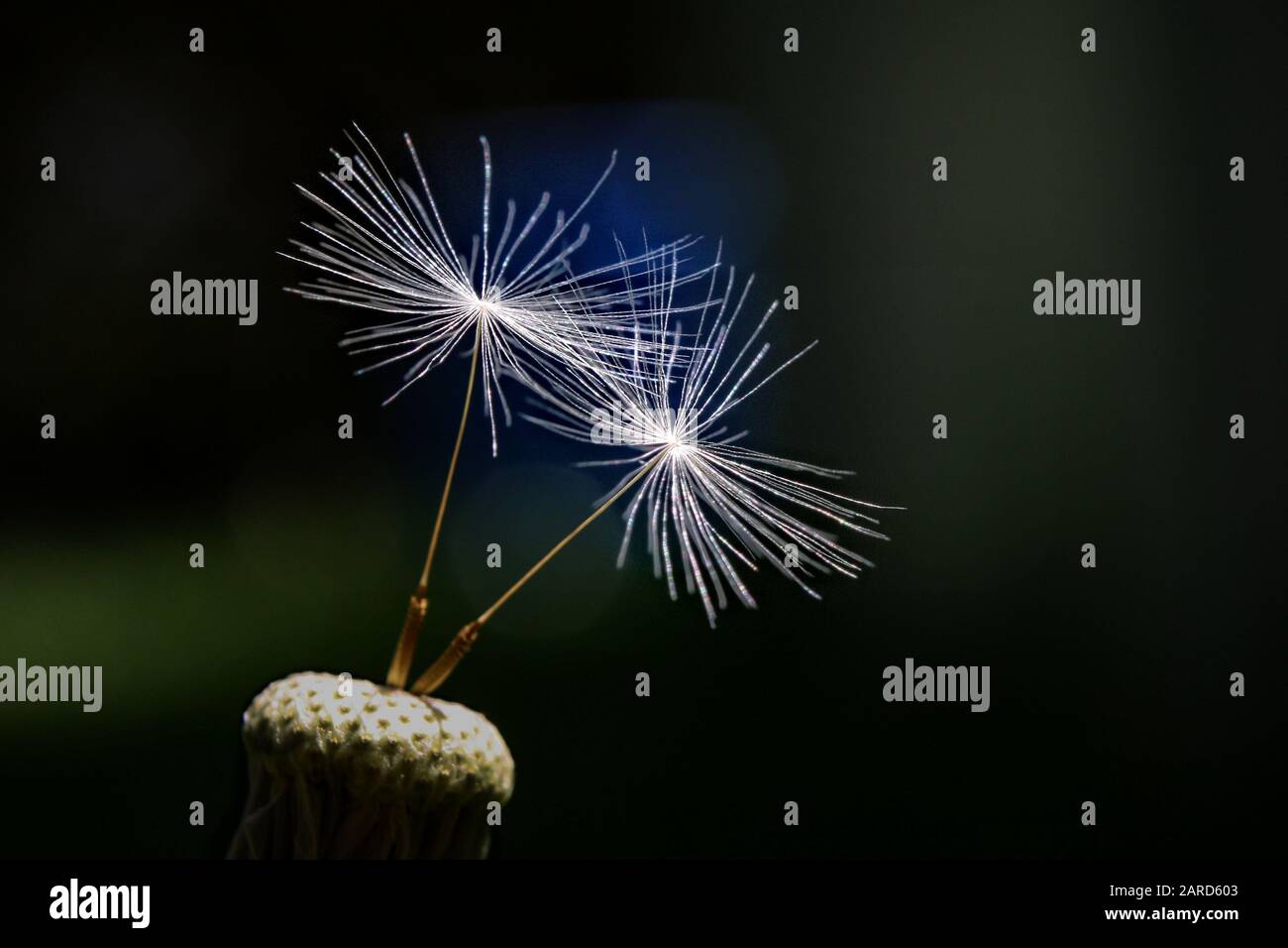 Parachute seeds hi-res stock photography and images - Alamy