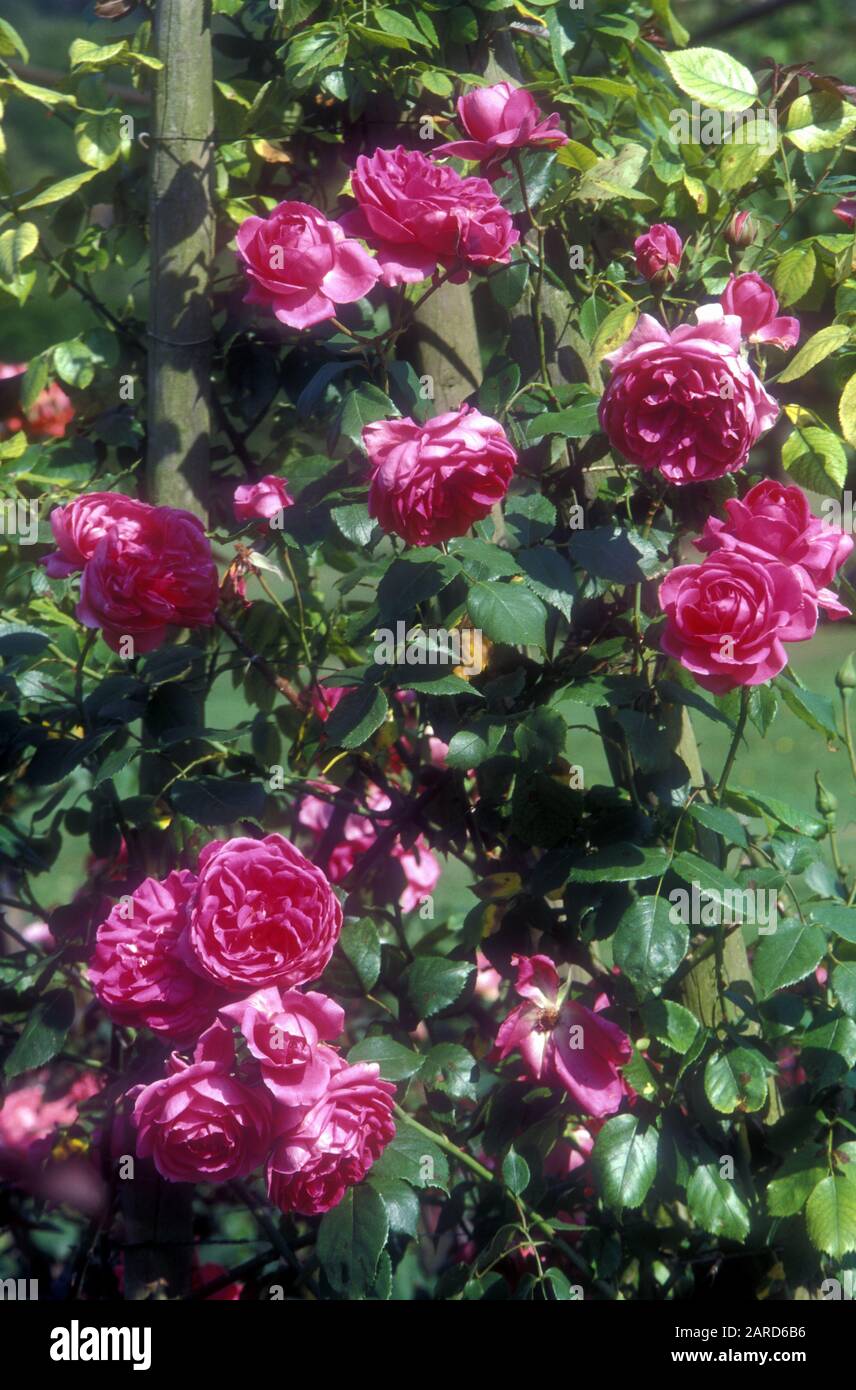 Bush roses hi-res stock photography and images - Alamy