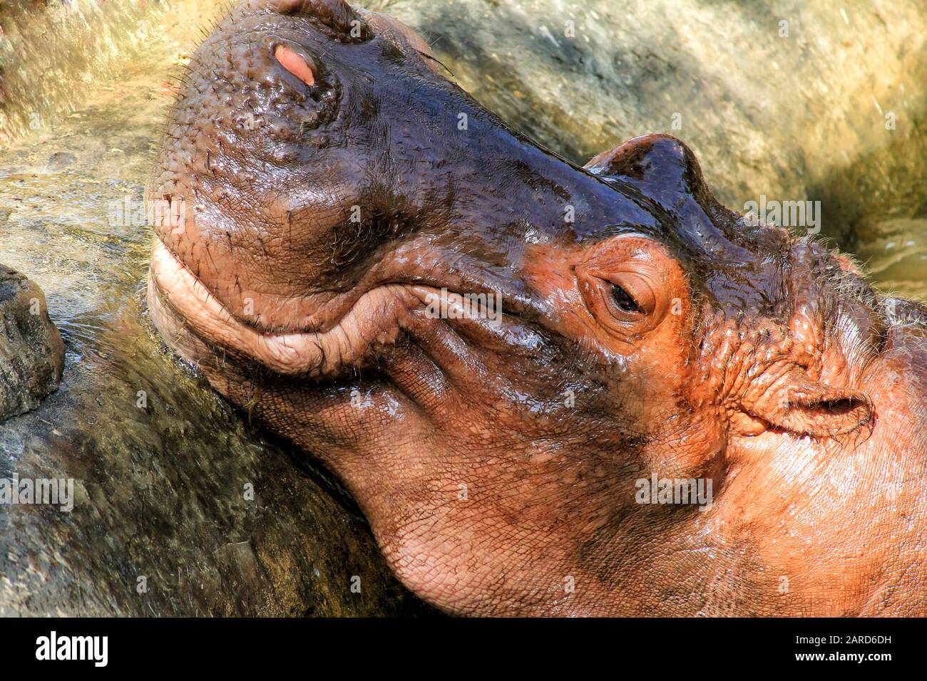 Hippopotamus, (Hippopotamus amphibius), head just above water, showing ...