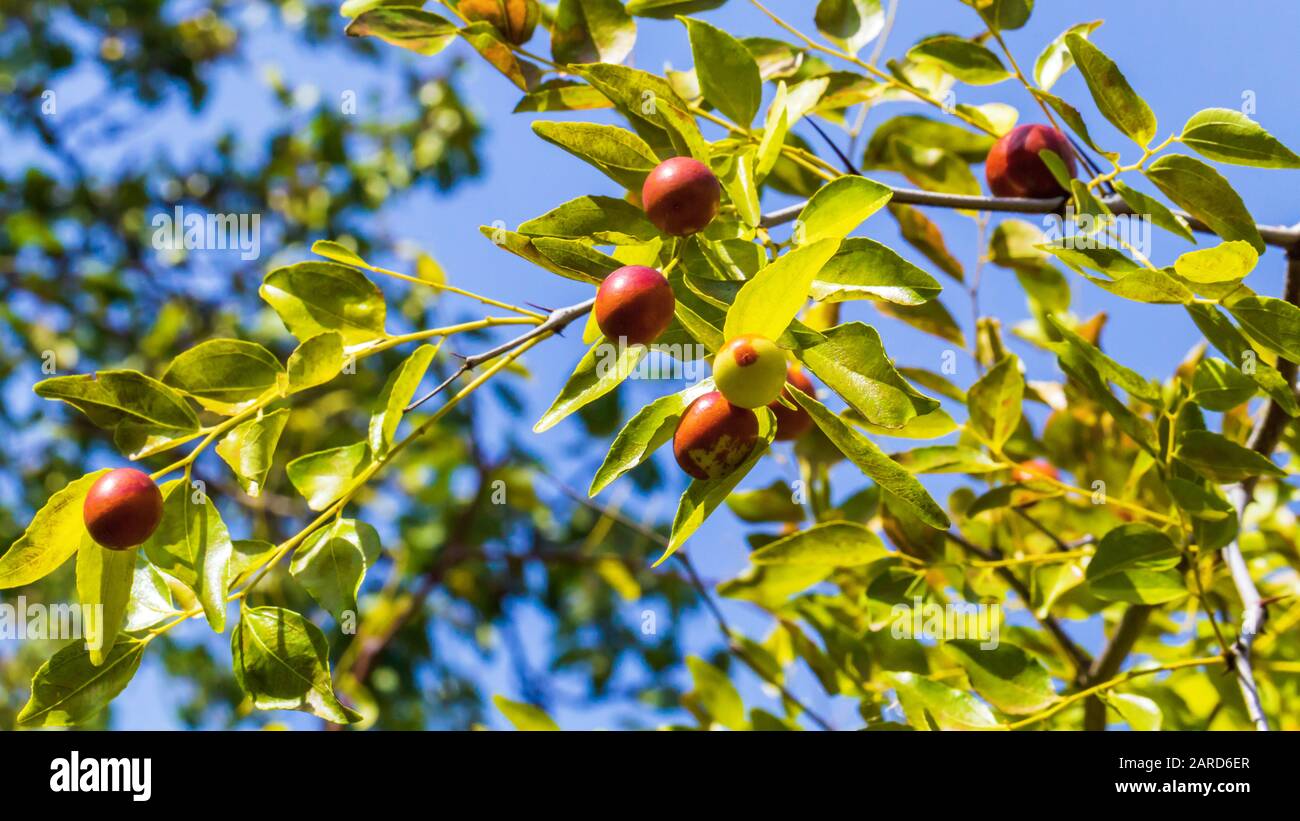 Ziziphus jujuba ripe fruits closeup Stock Photo - Alamy