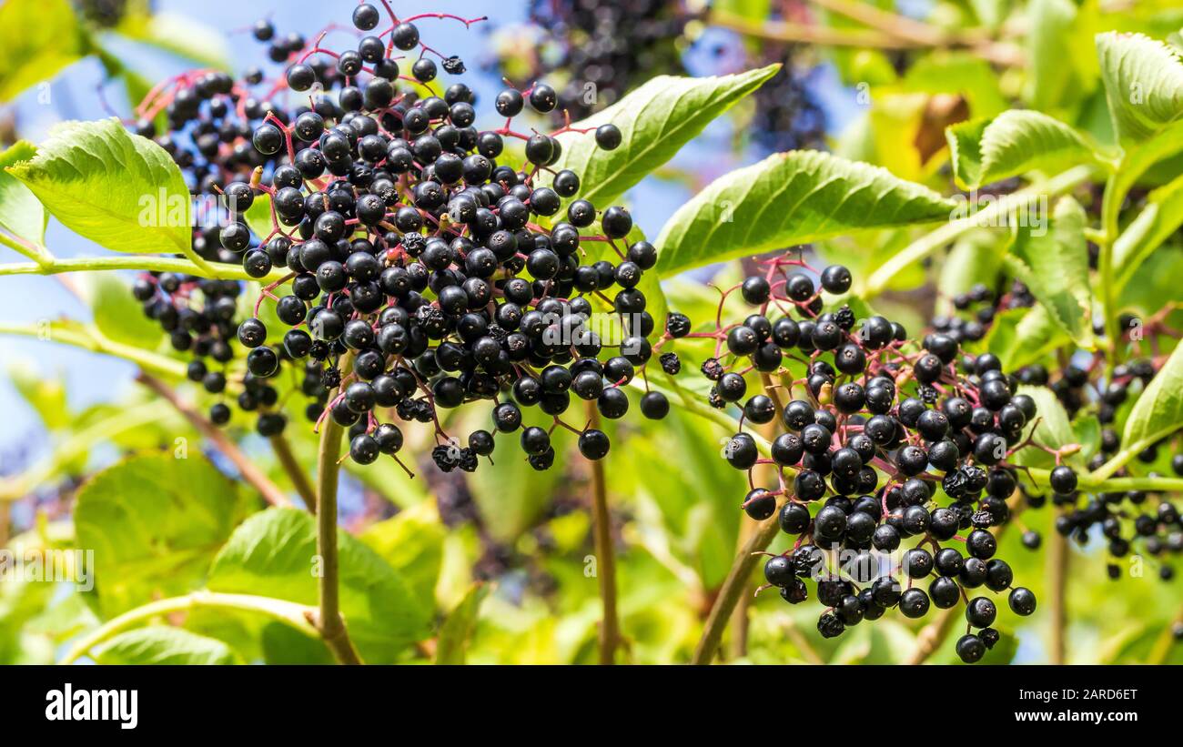 Bunches of elder berries closeup Stock Photo - Alamy