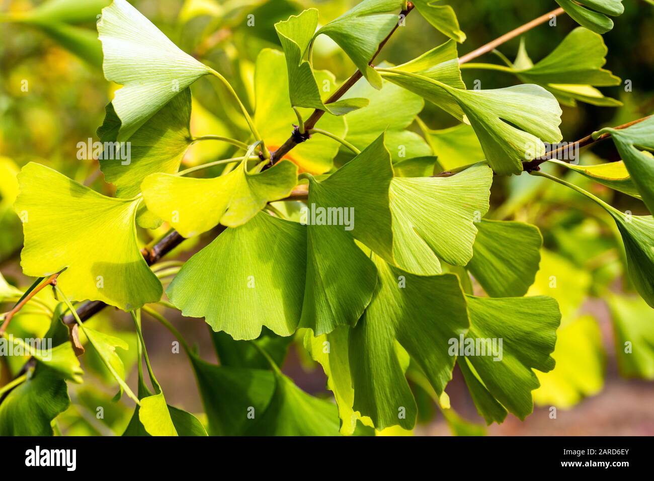 Ginkgo tree branches and green leaves closeup Stock Photo - Alamy