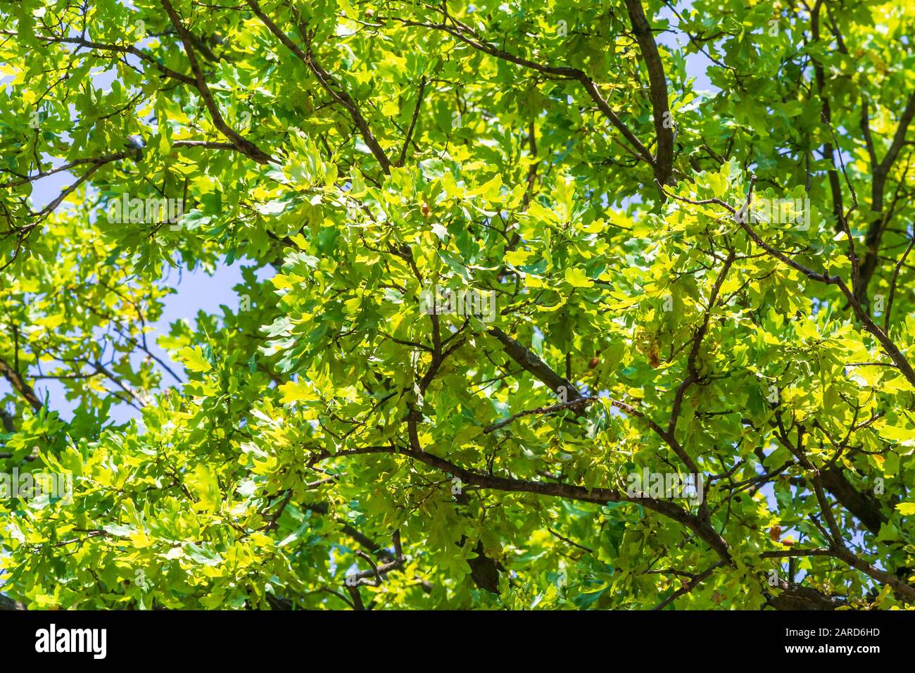 Oak branches foliage on sky background Stock Photo - Alamy