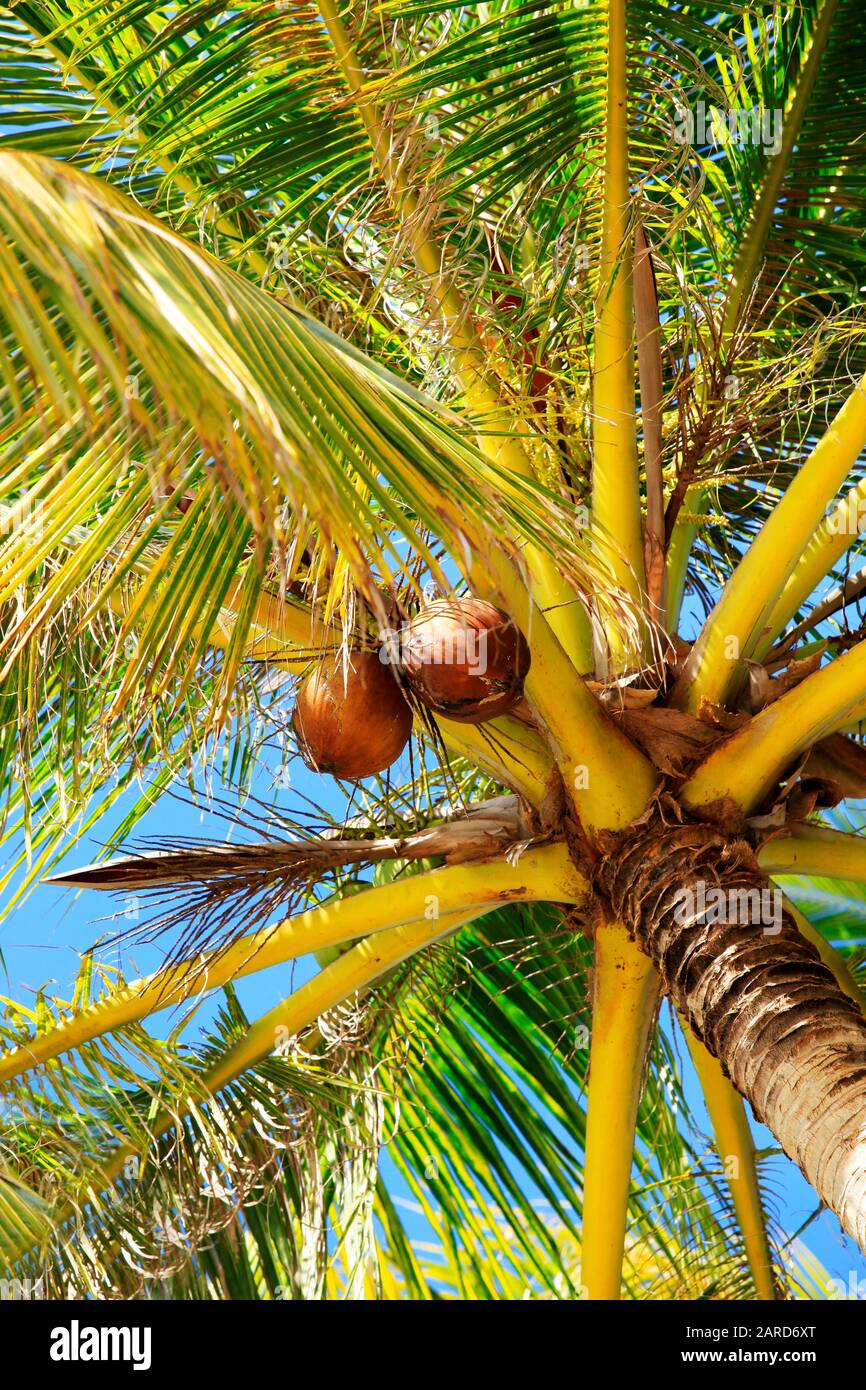 Tree of a coco the bottom view Stock Photo - Alamy