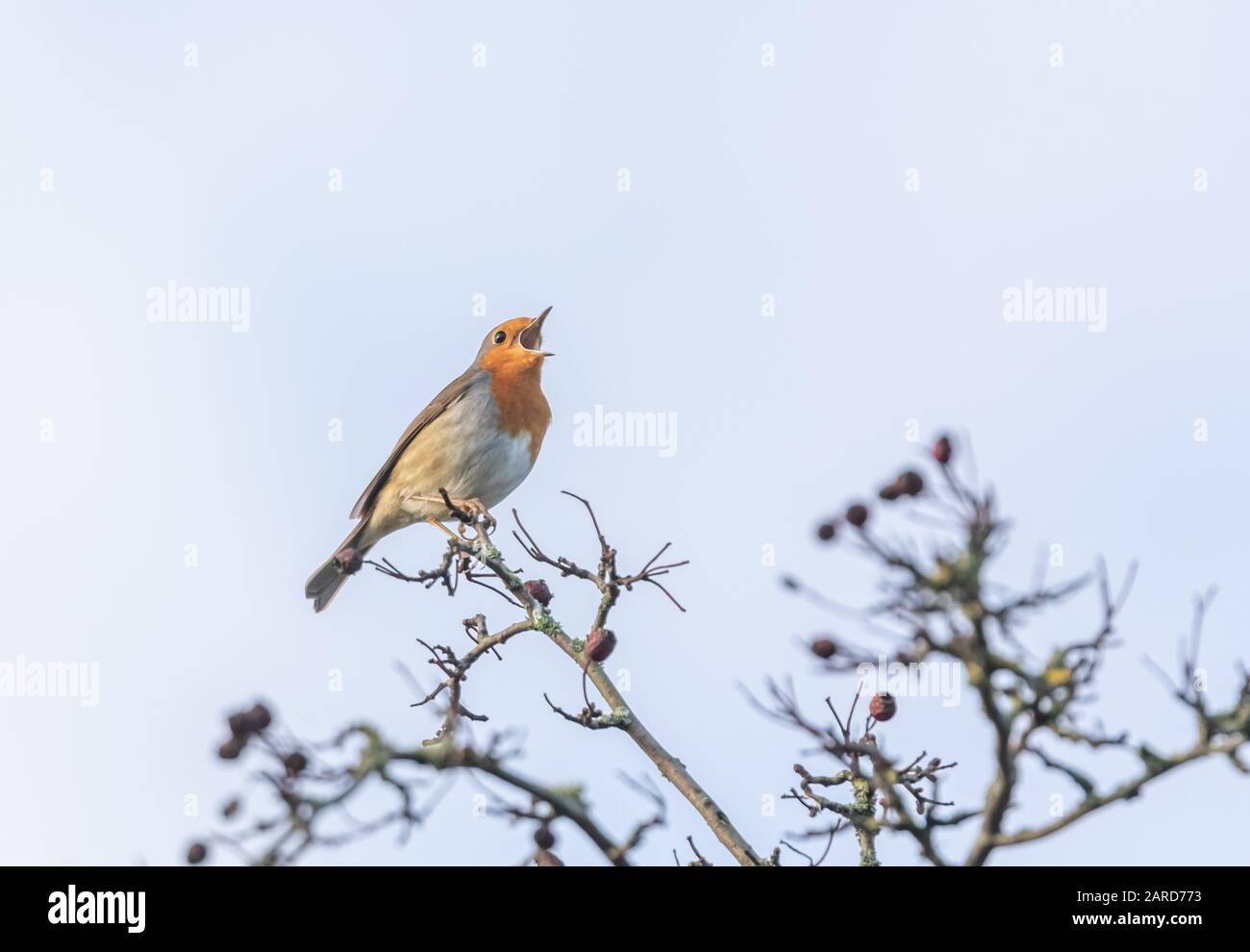 Robin bird sound hi-res stock photography and images - Alamy