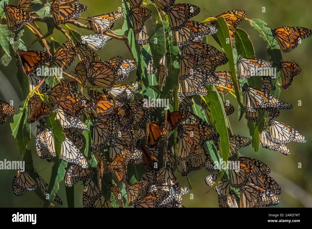 Monarch Butterflies, Danaus plexippus, wintering in a dense ...