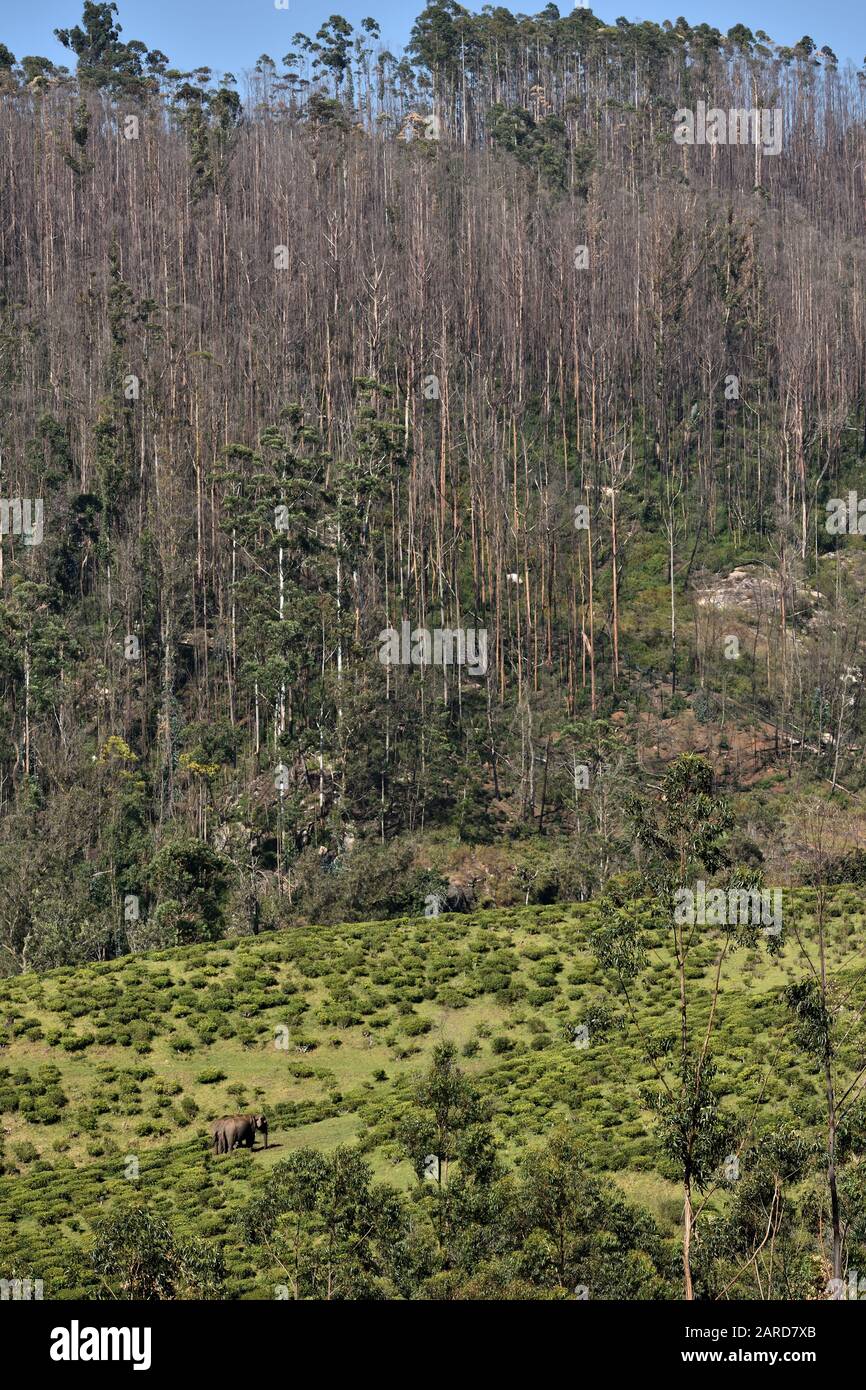 An elephant family sunbathes before a mammoth backdrop of pine trees in ...