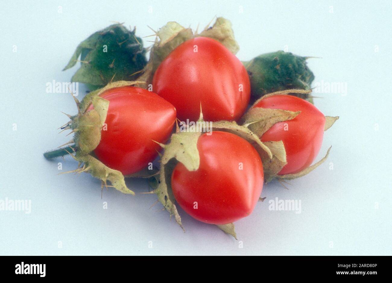 EDIBLE FRUIT OF THE STICKY NIGHTSHADE (SOLANUM SISYMBRIIFOLIUM) RED ON ...