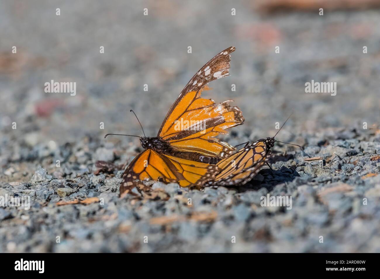 Pair of Monarch Butterflies, Danaus plexippus, engaging in courtship at ...