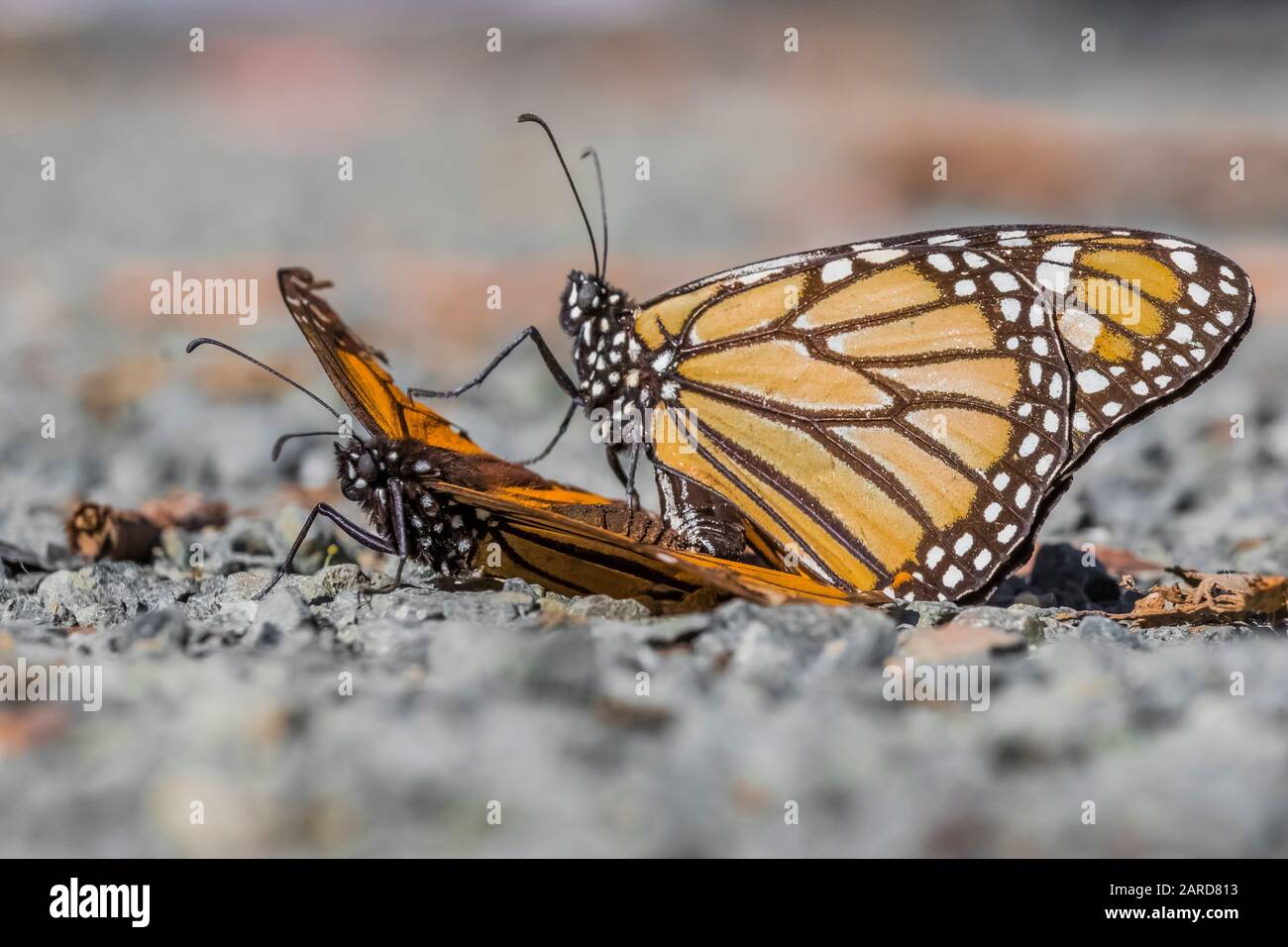 Butterfly In Flight High Resolution Stock Photography and Images - Alamy