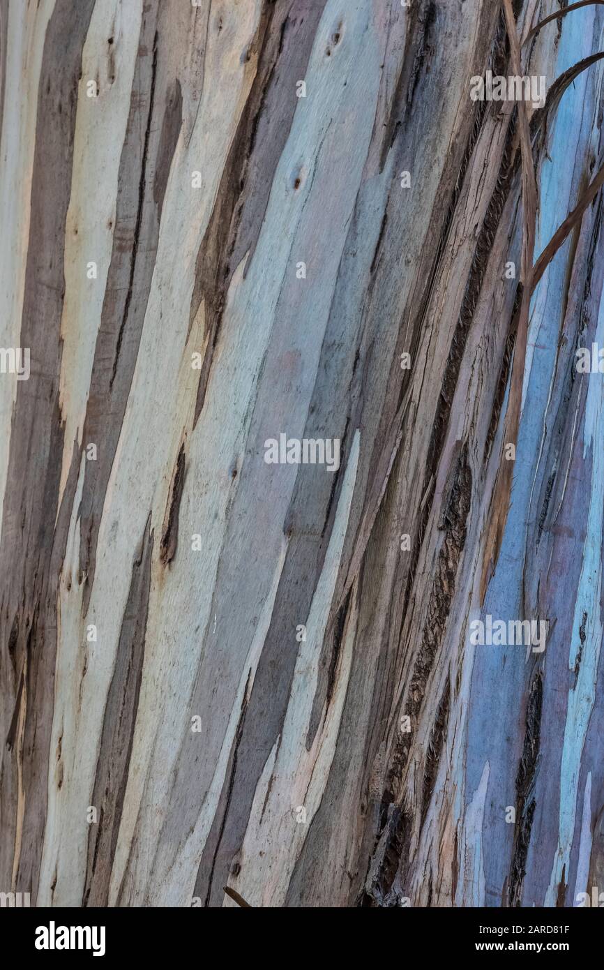 Blue Gum, Eurcalyptus globulus, trunk showing colors and patterns in ...