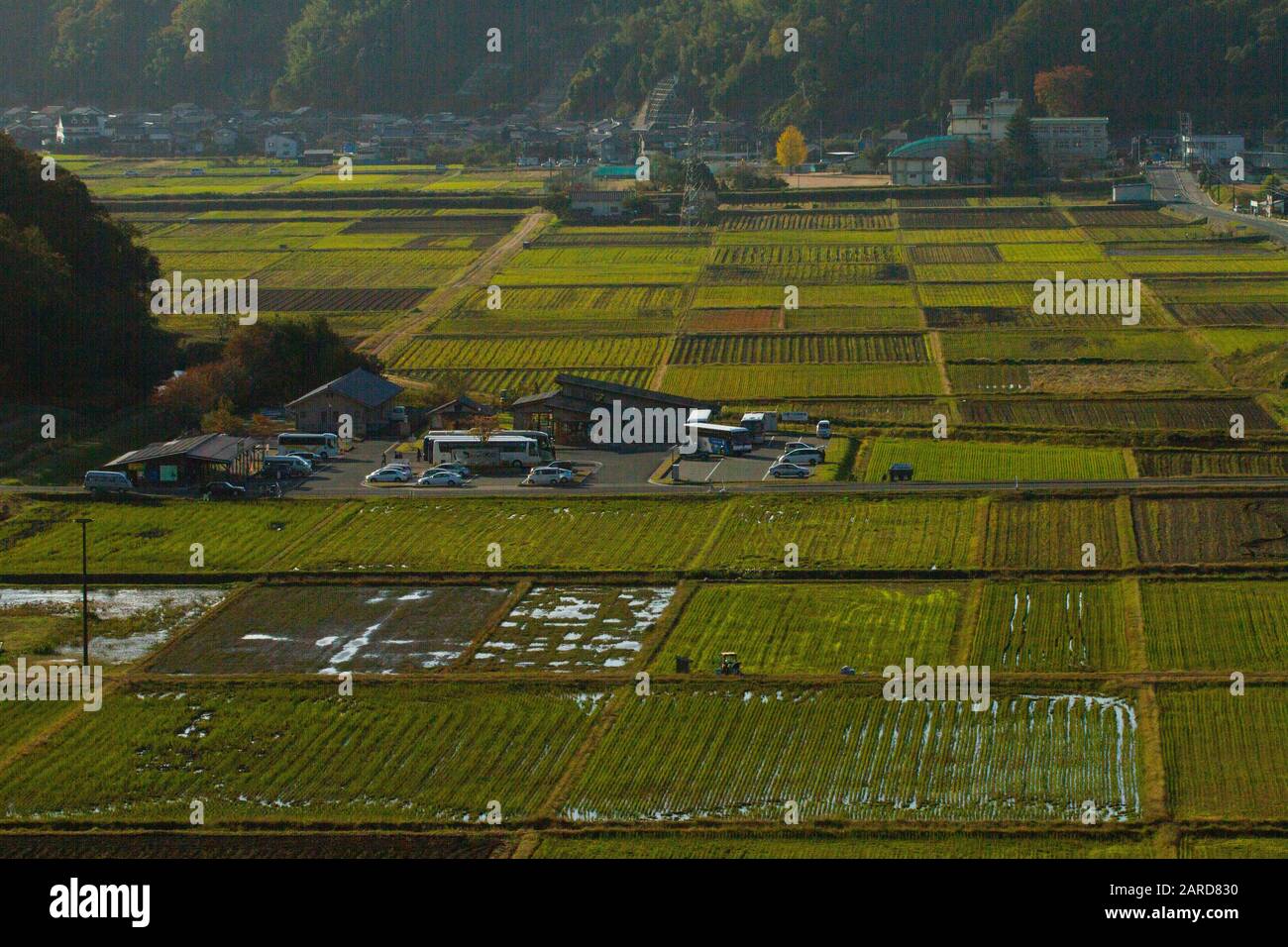 Rice field in the city Toyooka Japan Stock Photo - Alamy