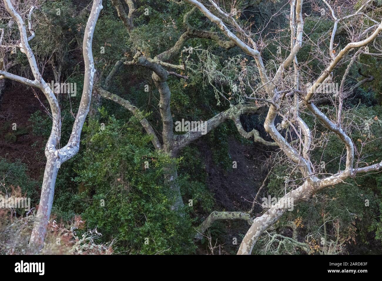 California Sycamores, Platanus racemosa, aka Western Sycamore, trees ...