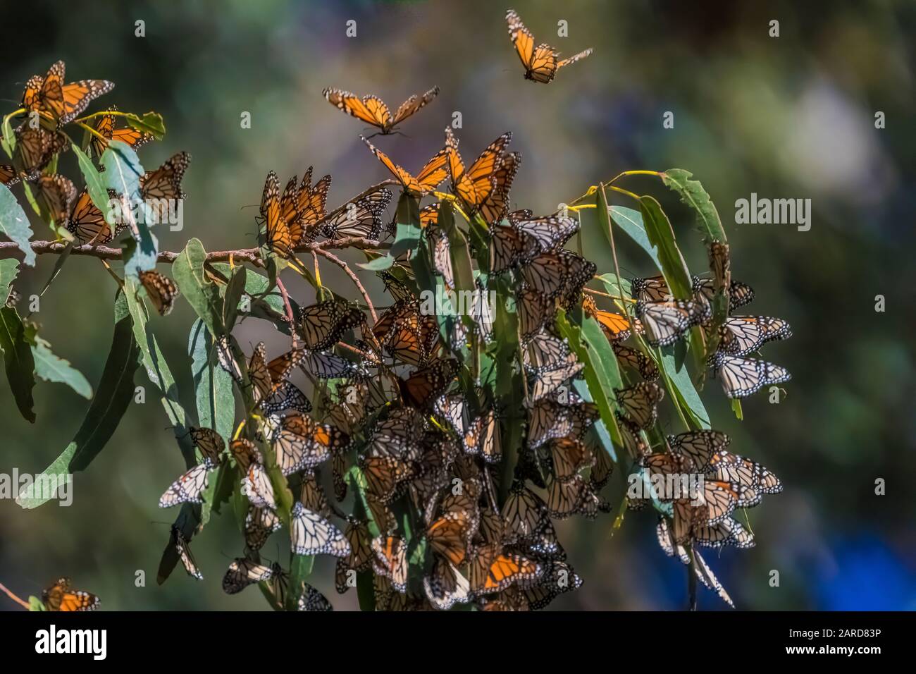 Monarch Butterflies, Danaus plexippus, wintering in a dense concentration at the Pismo Beach ...