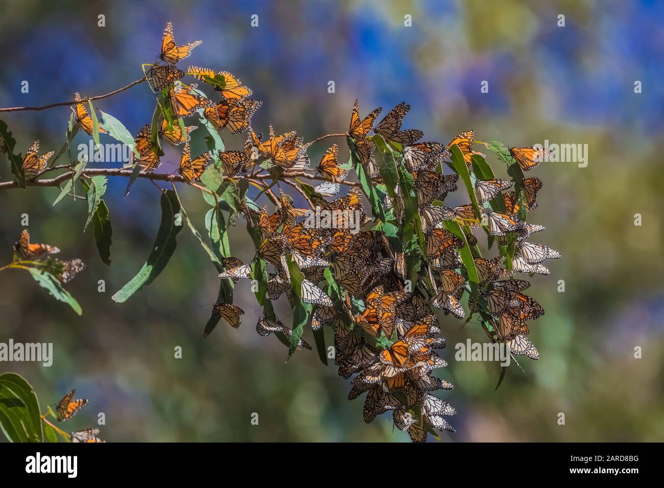 Monarch Butterflies, Danaus plexippus, wintering in a dense concentration at the Pismo Beach ...