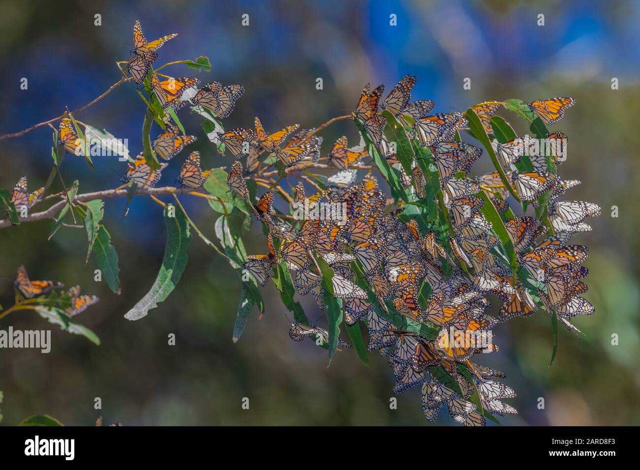 Monarch Butterflies, Danaus plexippus, wintering in a dense concentration at the Pismo Beach ...