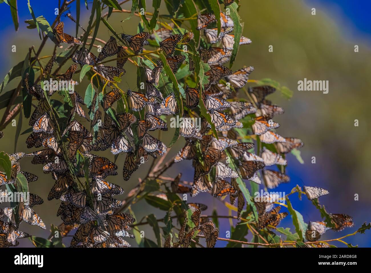 Monarch Butterflies, Danaus plexippus, wintering in a dense ...