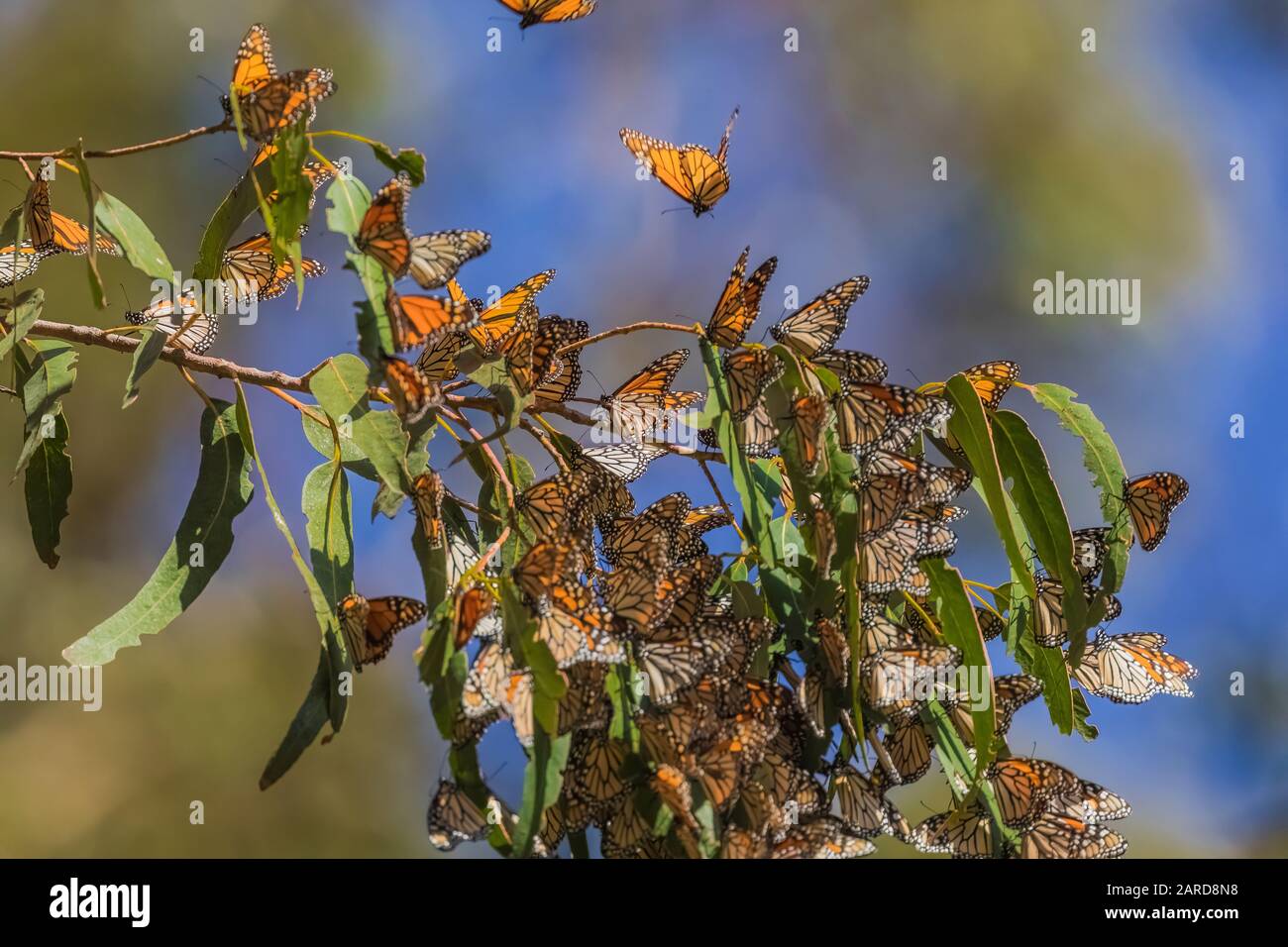 Monarch Butterflies, Danaus plexippus, wintering in a dense concentration at the Pismo Beach ...