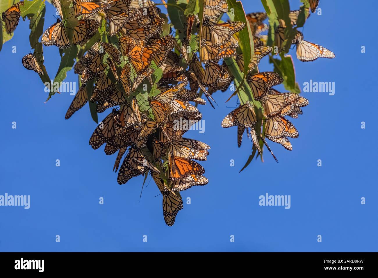 Monarch Butterflies, Danaus plexippus, wintering in a dense ...