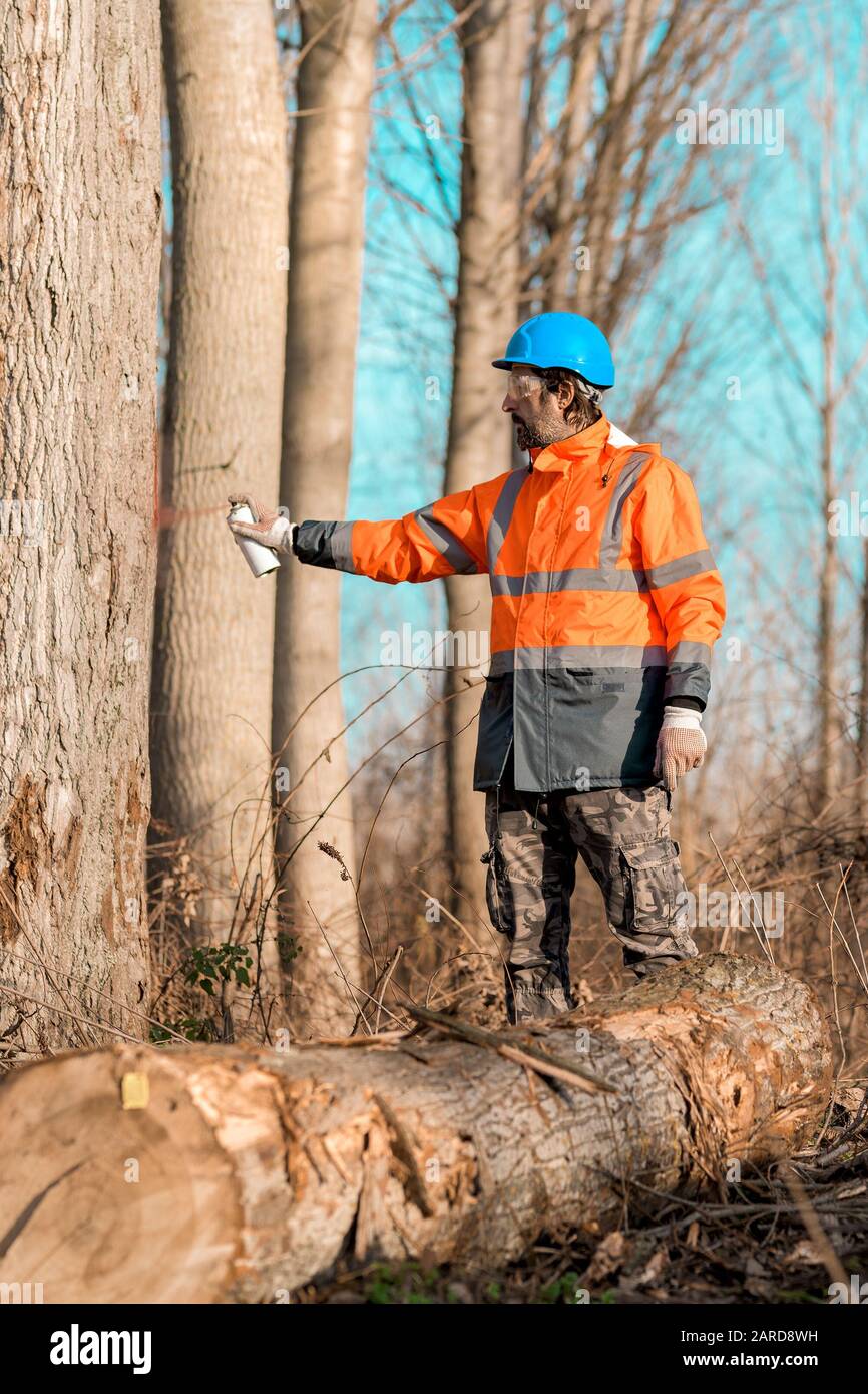 Forestry technician marking tree trunk for cutting in deforestation ...