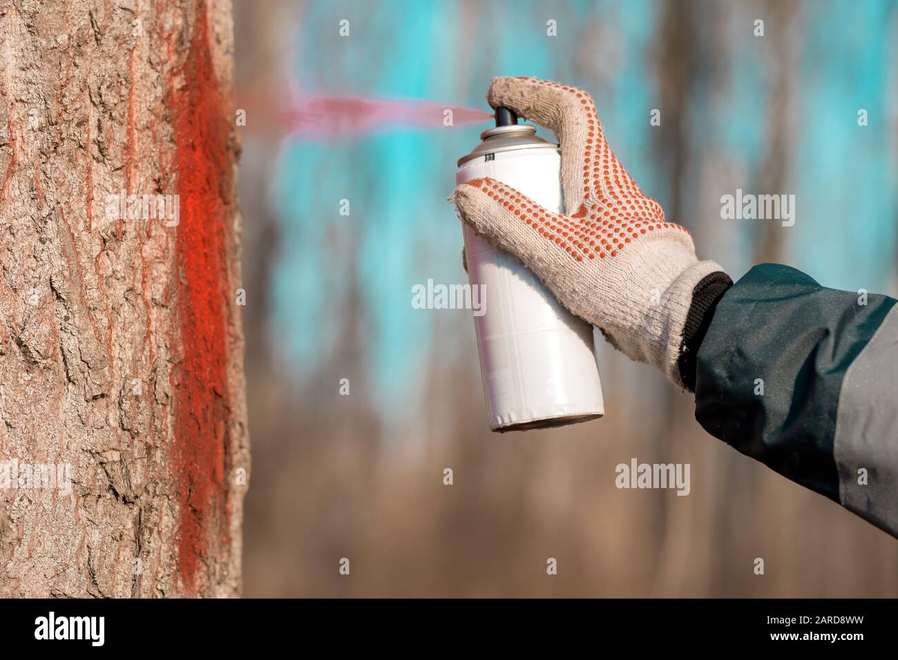 Forestry technician marking tree trunk for cutting in deforestation ...
