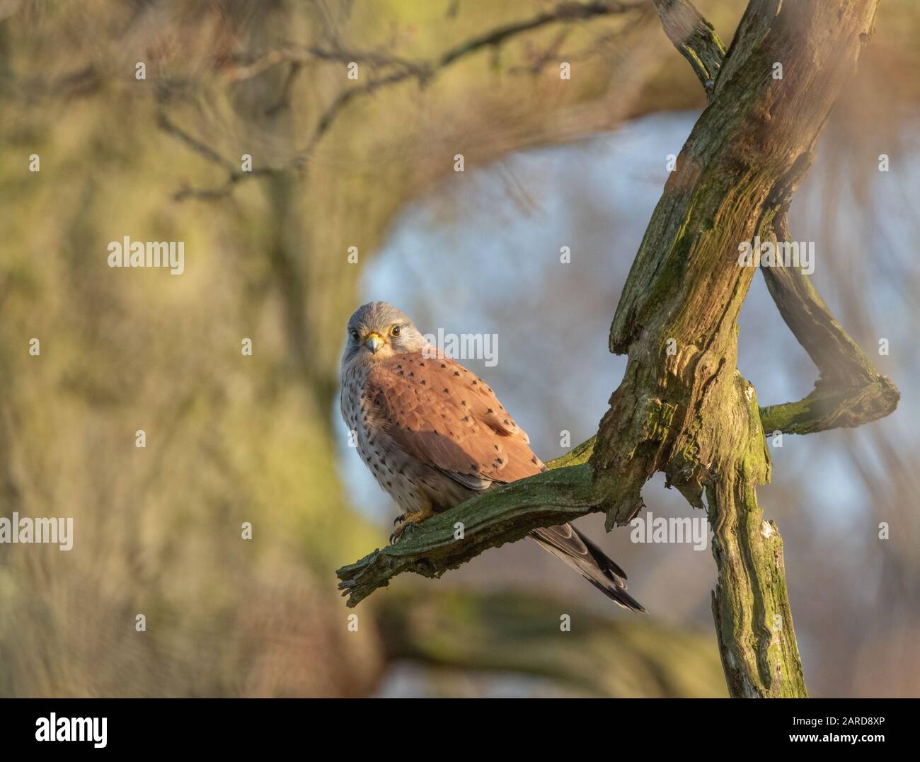 Uk kestrel hi-res stock photography and images - Alamy