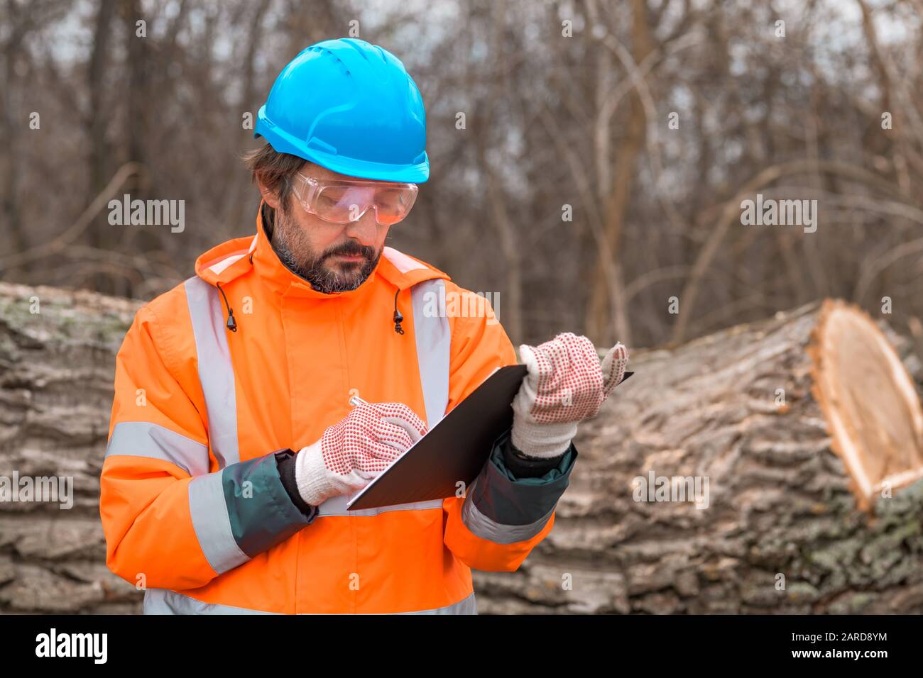 Forestry technician collecting data notes in forest during logging ...