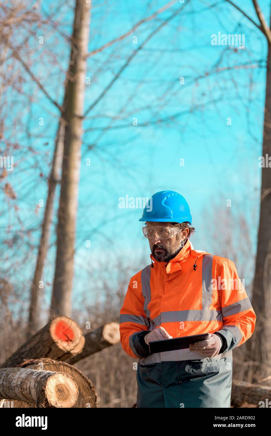Forestry technician using digital tablet computer in forest for logging ...