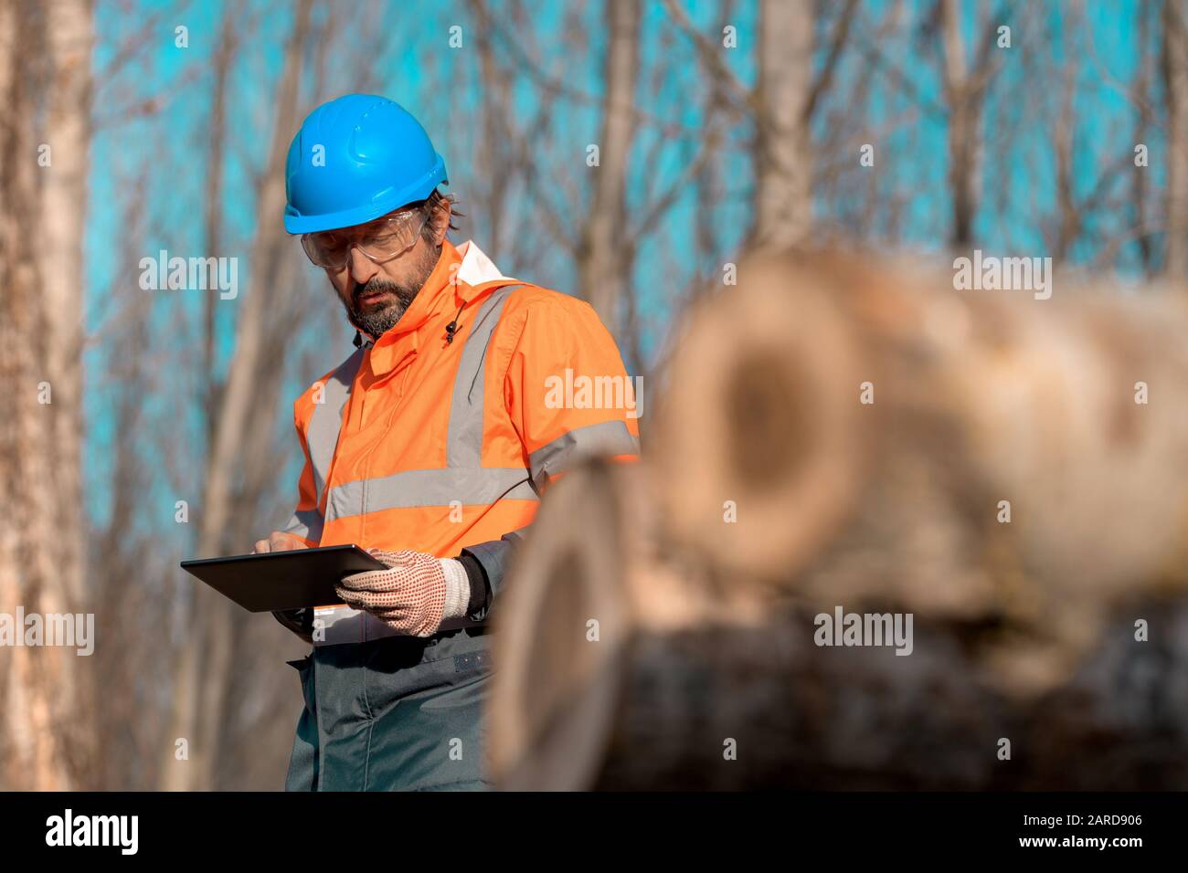 Forestry technician using digital tablet computer in forest for logging ...