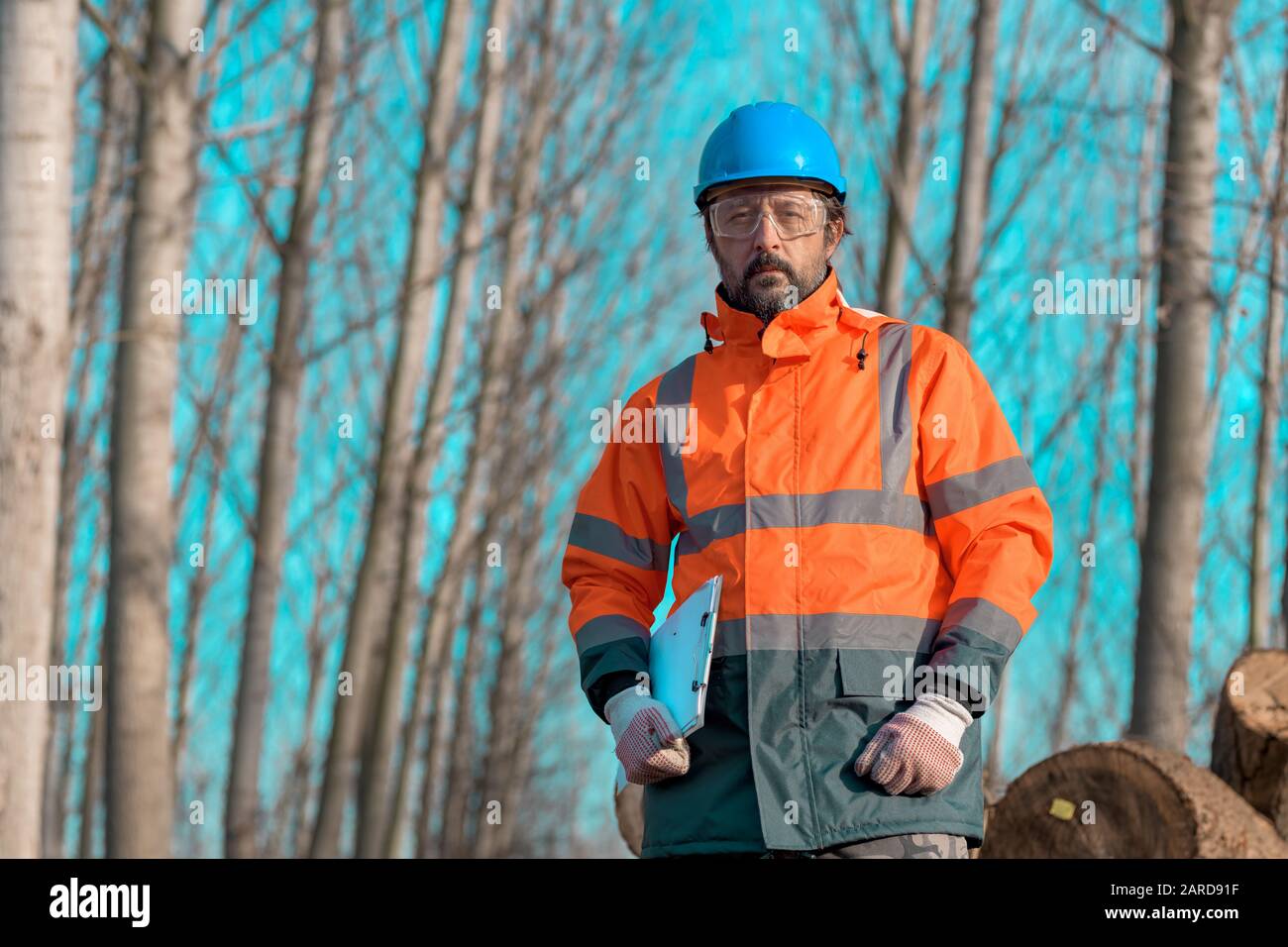 Forestry technician portrait during logging process in forest, holding ...