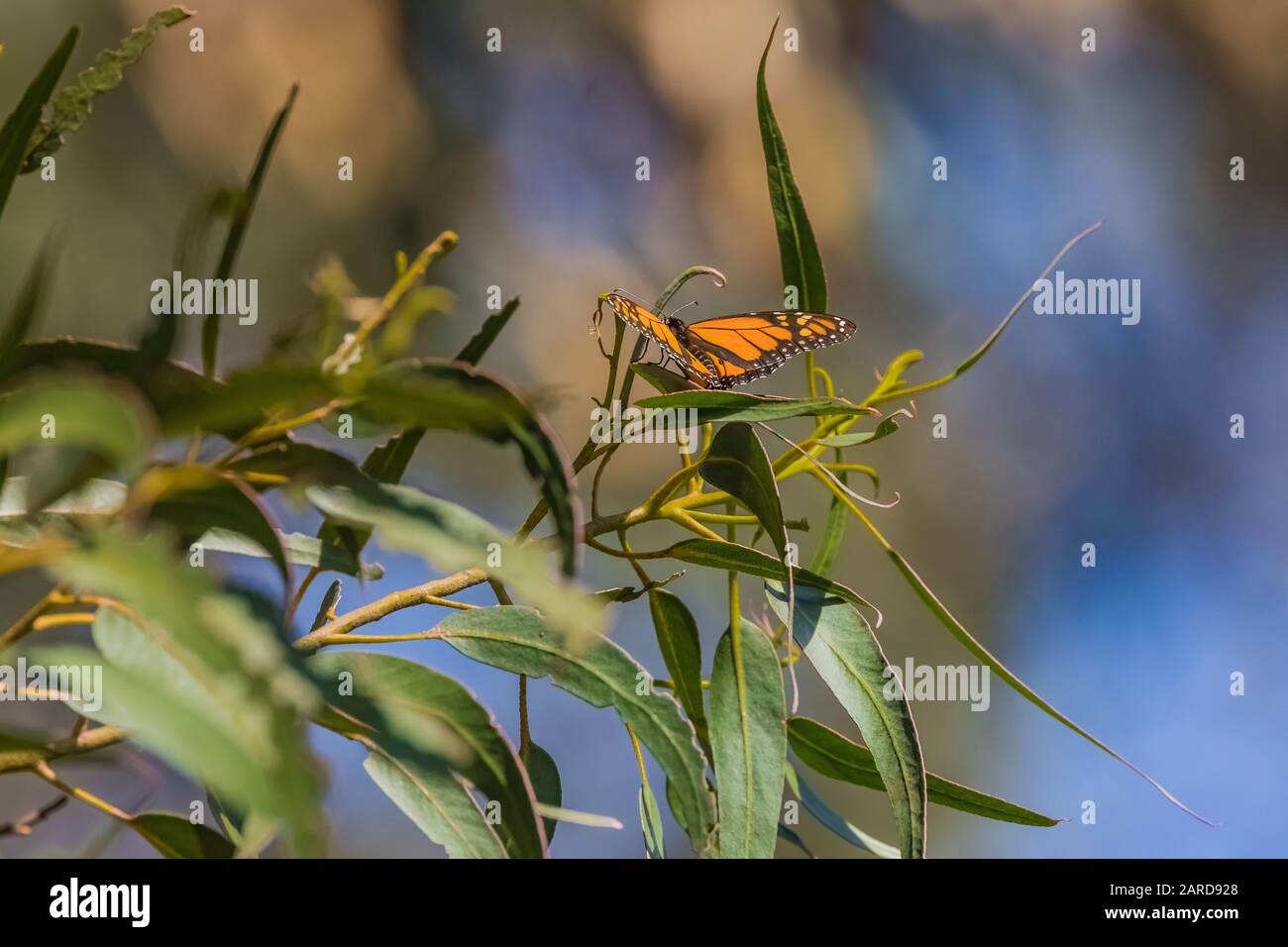 Monarch Butterflies, Danaus plexippus, wintering in a dense concentration at the Pismo Beach ...