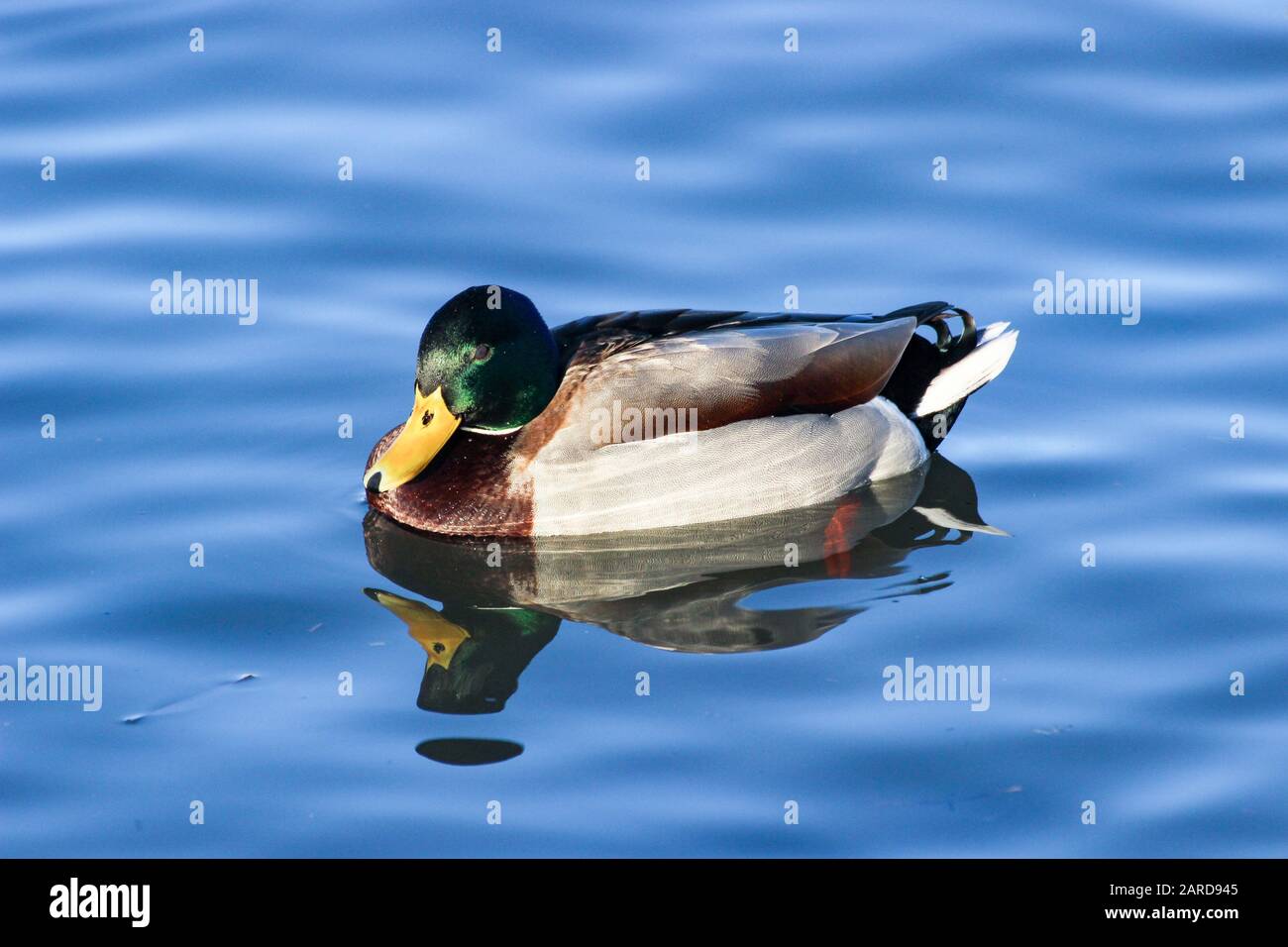 Wild male drake hi-res stock photography and images - Alamy