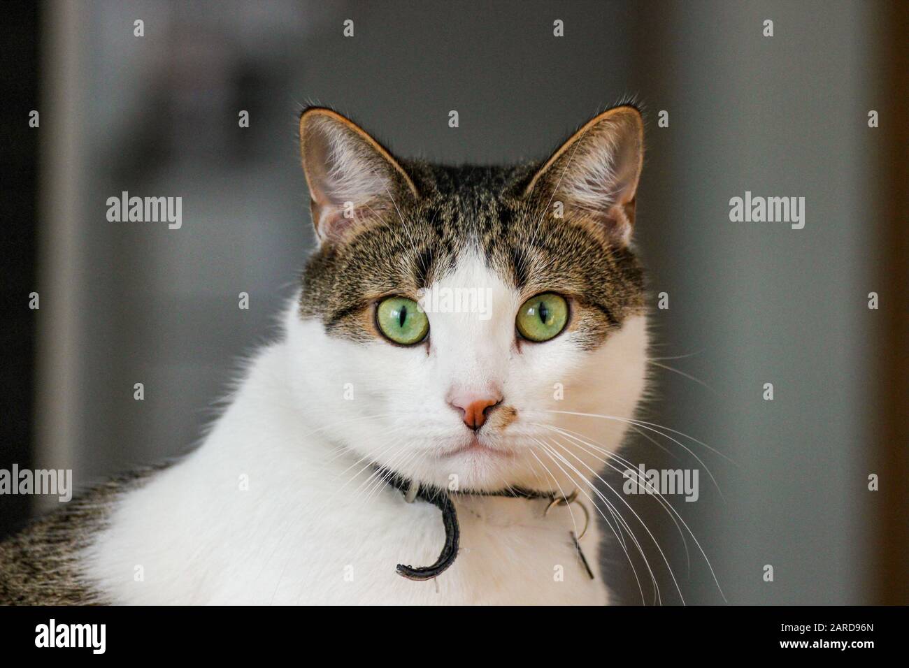 Straight looking cat hi-res stock photography and images - Alamy