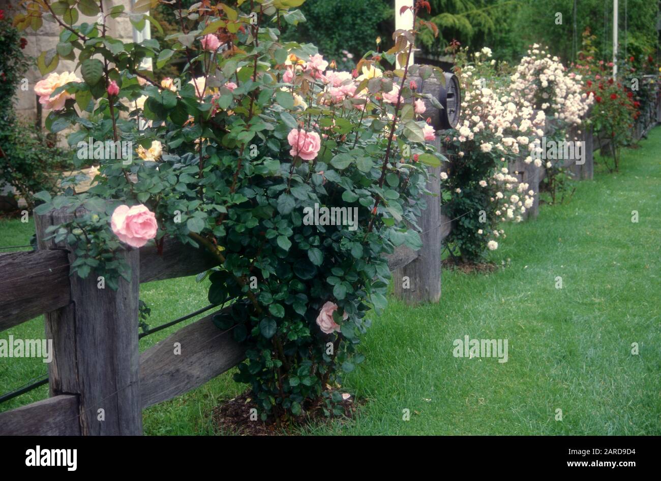 PINK AND WHITE ROSE BUSHES GROWING OVER AN OLD WOODEN GARDEN FENCE ...