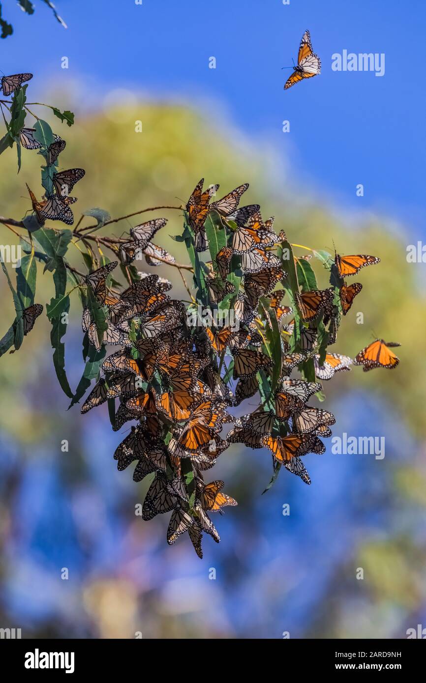 Monarch Butterflies, Danaus plexippus, wintering in a dense concentration at the Pismo Beach ...