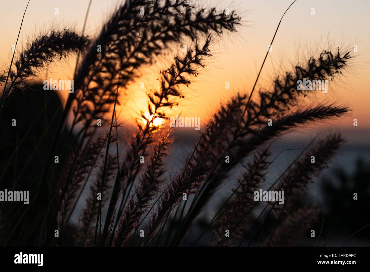 Plants with sunset background Stock Photo - Alamy