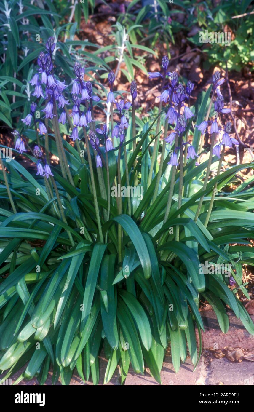 Common blue bell hi-res stock photography and images - Alamy