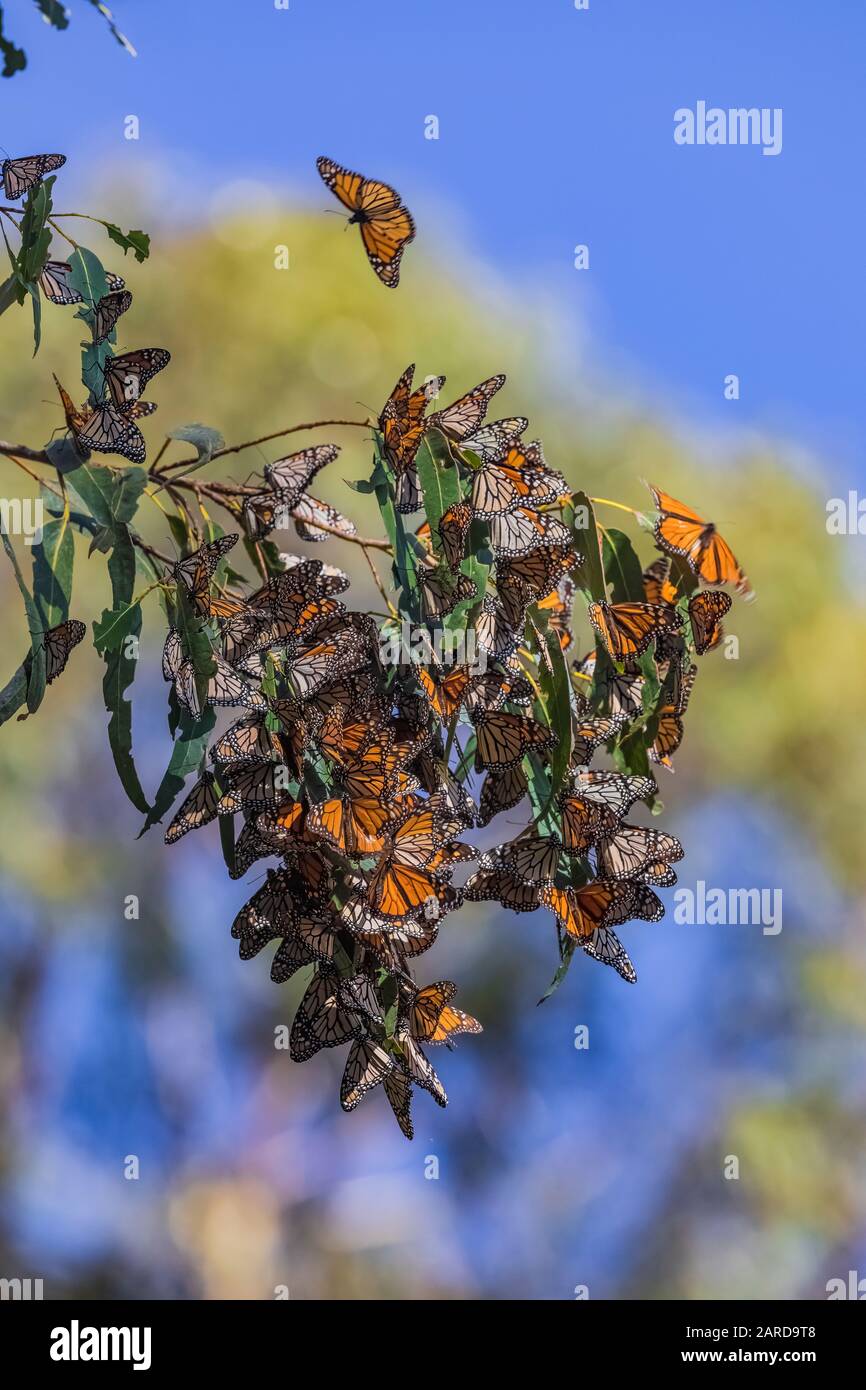 Monarch Butterflies, Danaus plexippus, wintering in a dense ...